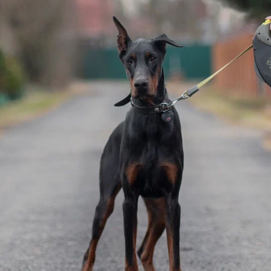 Доберман бесплатно