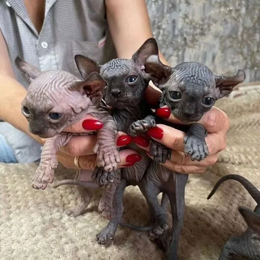 Кошечка Эльфийка