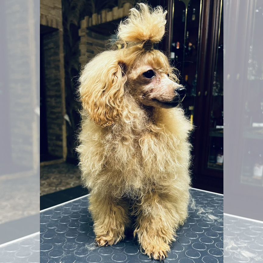 Той-пудель, щенок