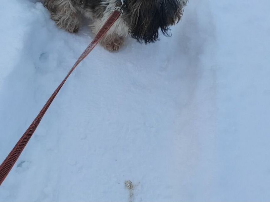 Отдам по договору совладения