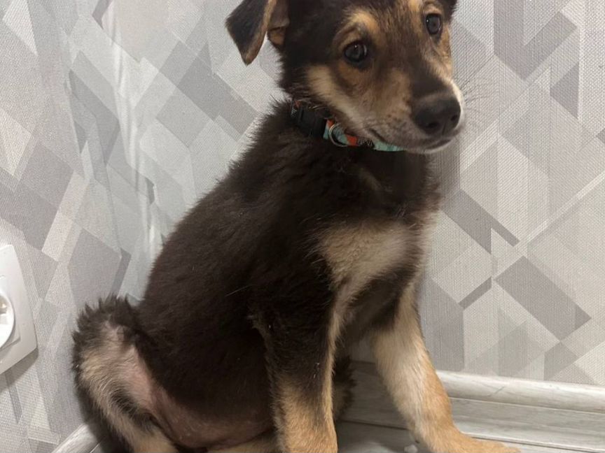 Девочка щенок в добрые руки