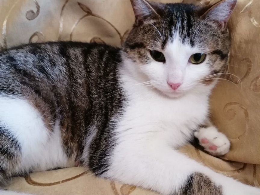 Котик Шустрик в добрые руки