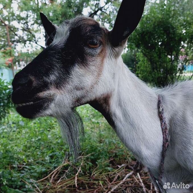 Коза дойная альпийская