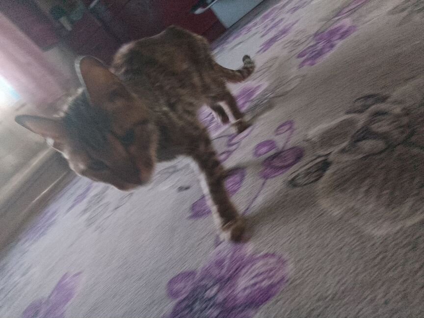Кот