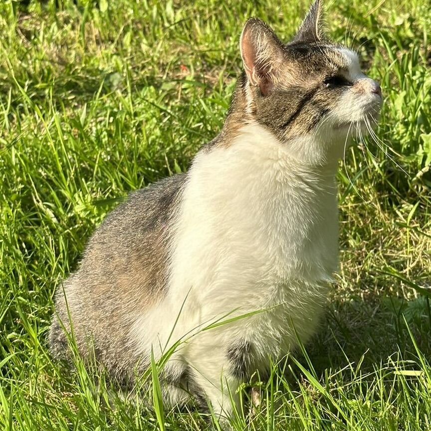 Кошка с не простой судьбой