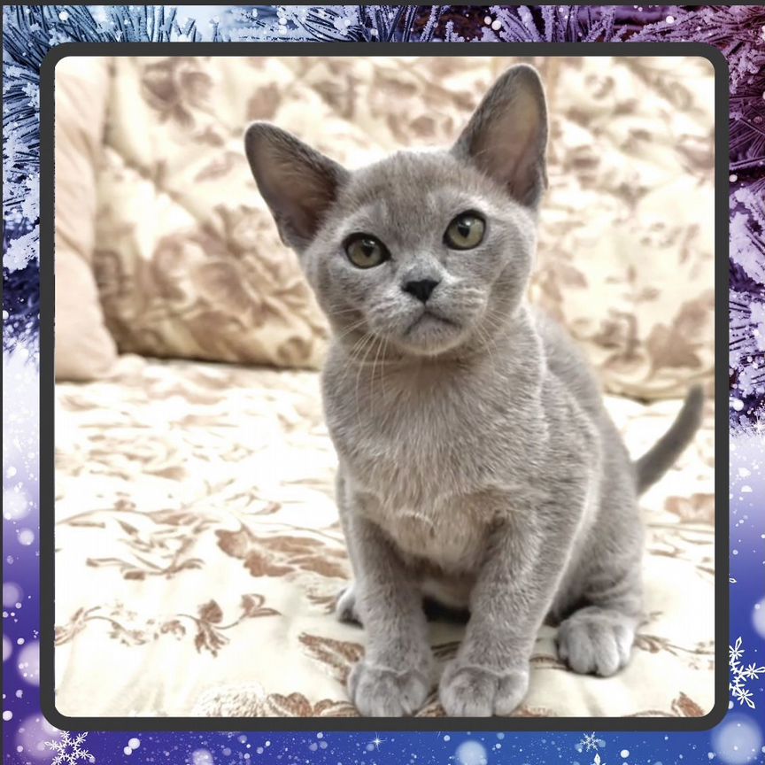 Европейский бурманский котёнок