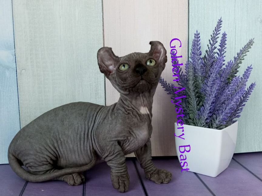 Сфинкс Двельф, Двэльф