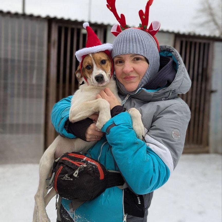 Щенок в добрые руки