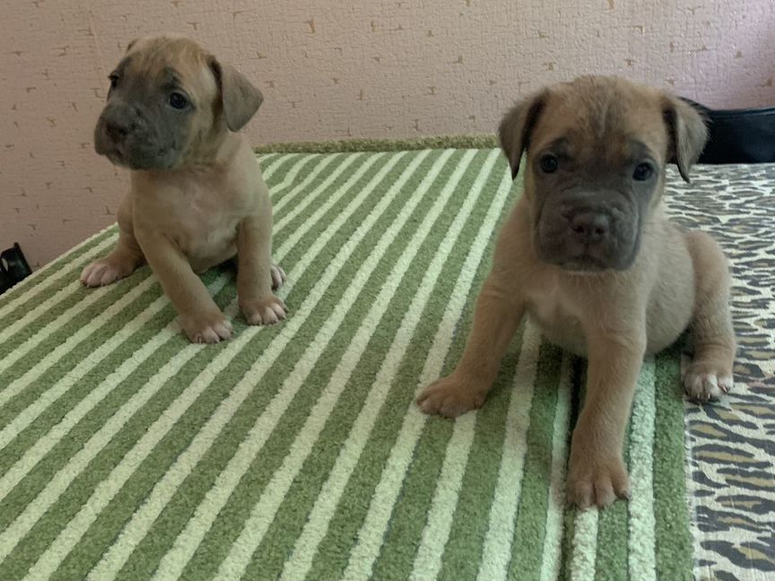 Щенки (Кане-Корсо)