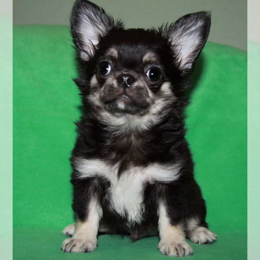 Чихуахуа, щенок