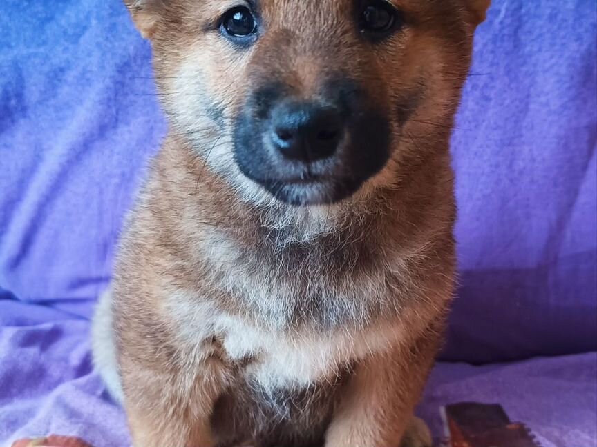 Сиба ину ярко рыжий мальчик