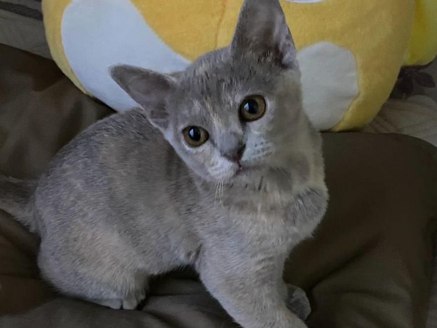 Бурманская нежная красавица