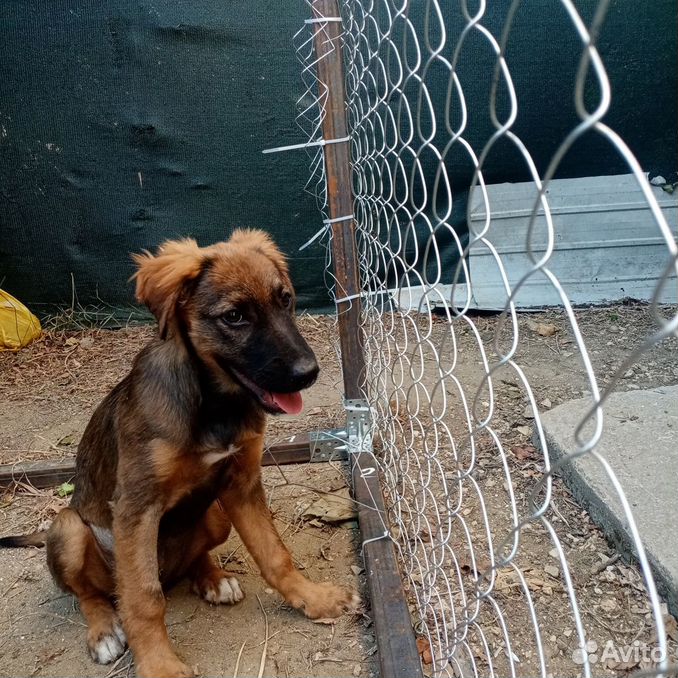 Машка ищет дом