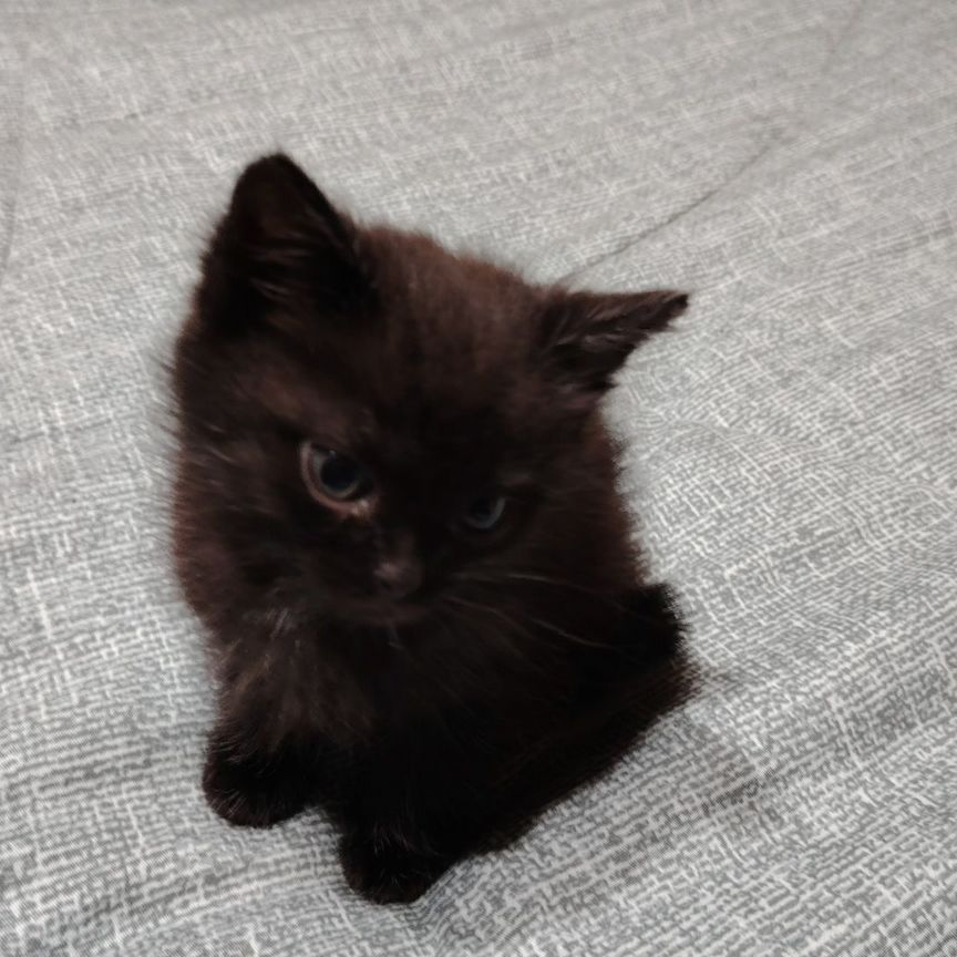 Котенок и взрослая кошка 2 года