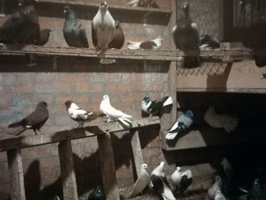 Голуби николаевские