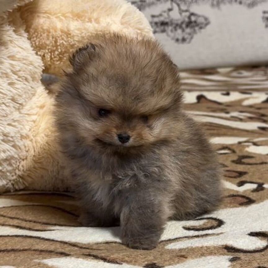 Щенки померанского шпица мальчик