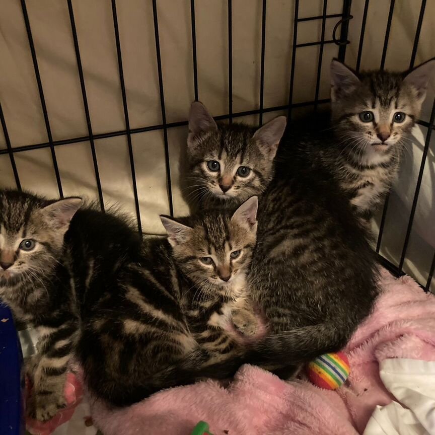 Котята в добрые руки