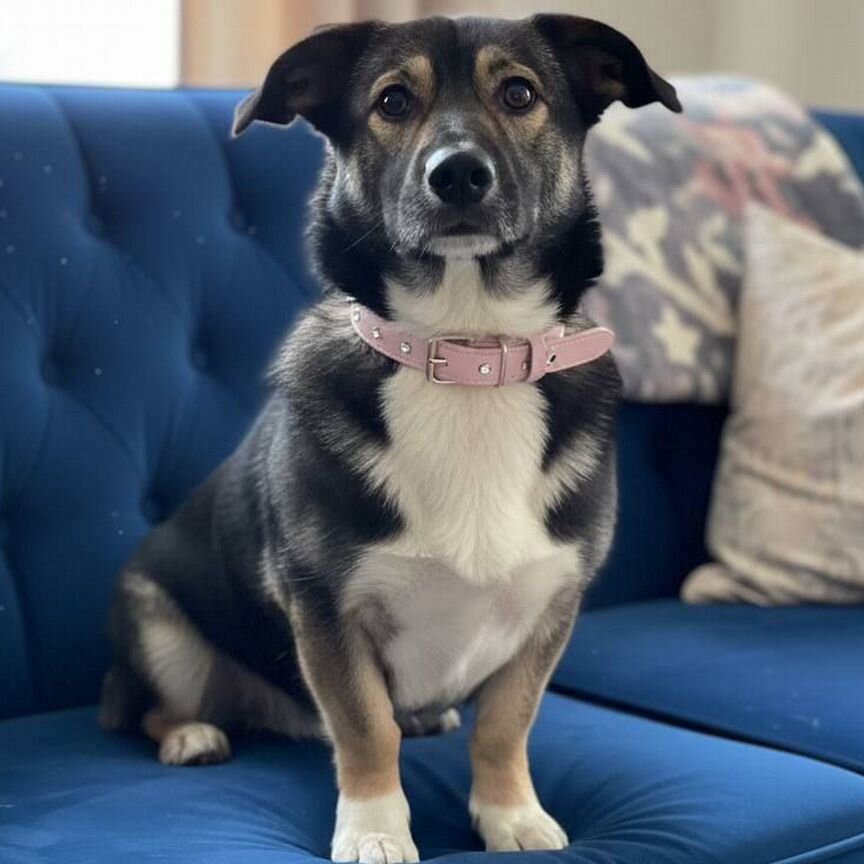 Взрослая собака в добрые руки