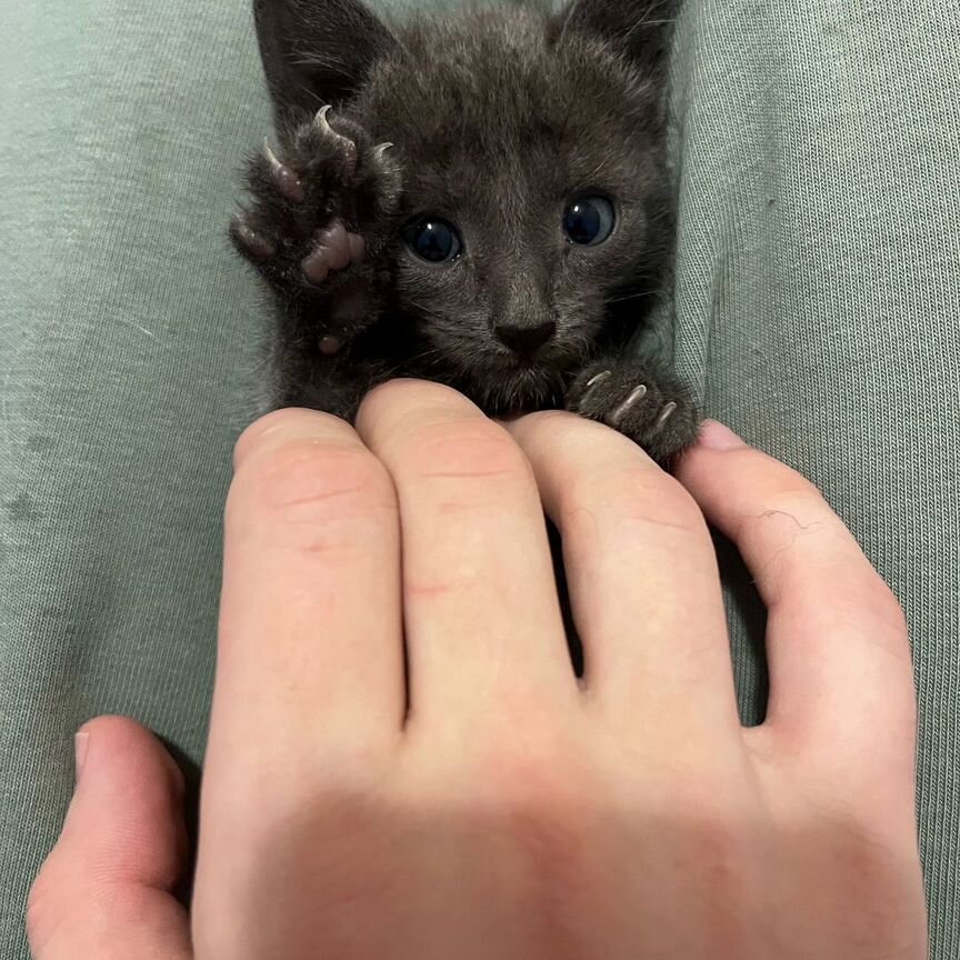 Домашние животные котята