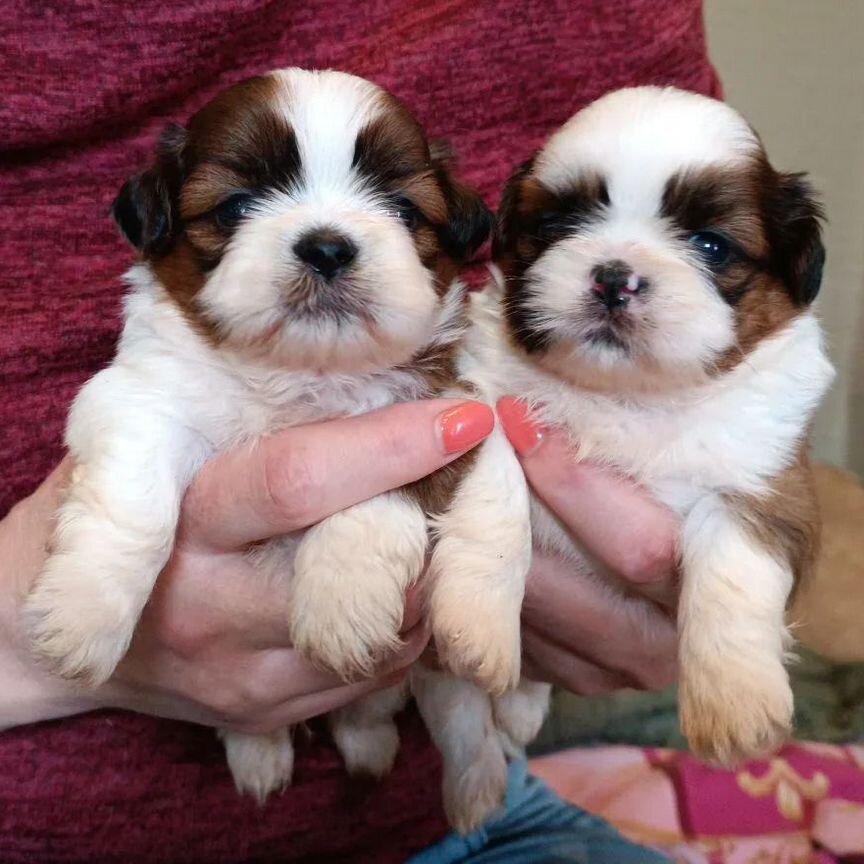 Ши-тцу, щенок