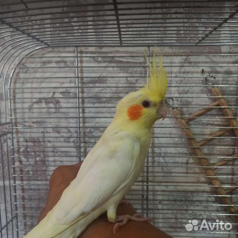 Попугай корелла птенец