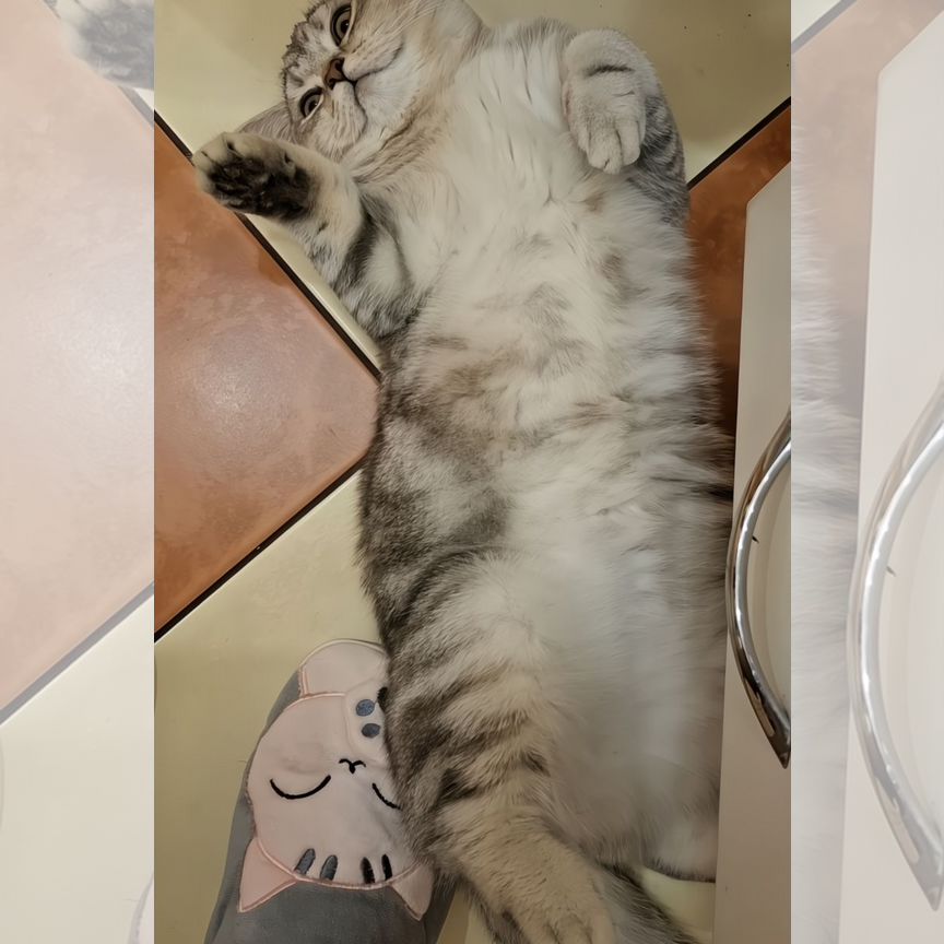 Шотландский прямоухий короткошёрстный котёнок