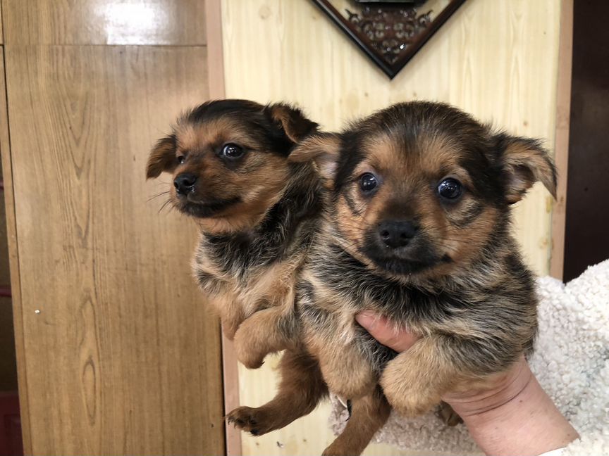 Маленькие комнатные собачки