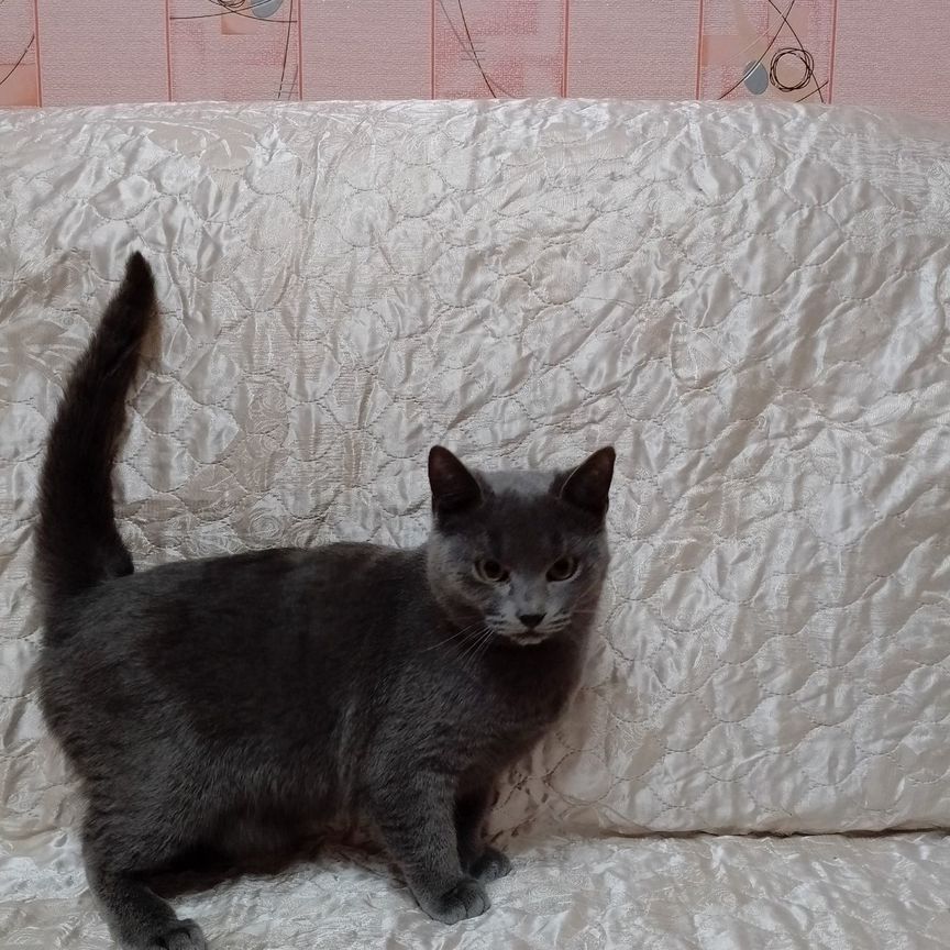 Котенок Тома 5 мес ищет семью бесплатно