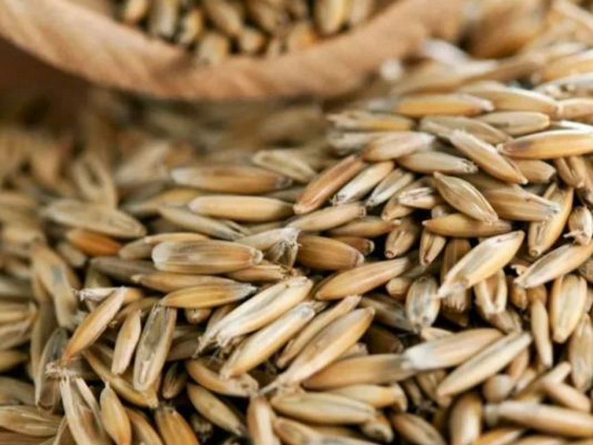 Рож и пшеница