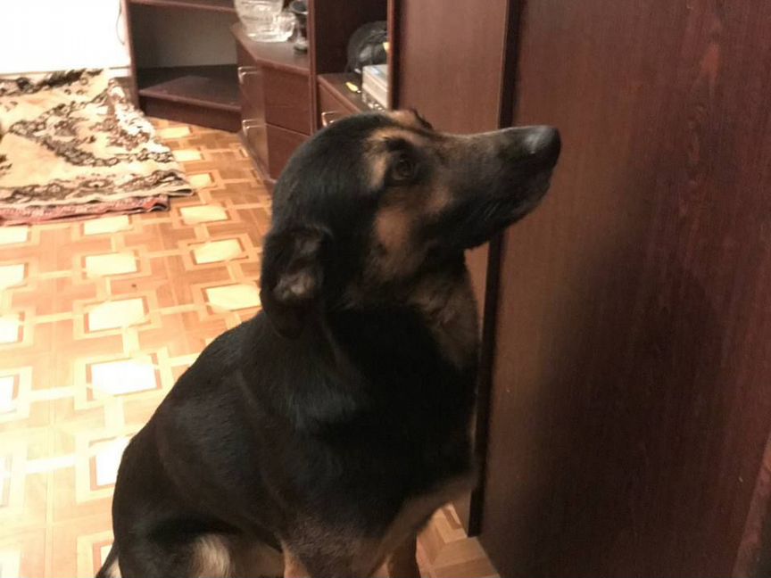 Отдадим собаку в добрые руки