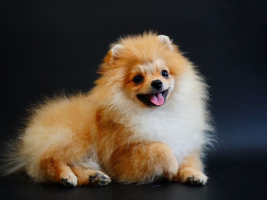 Померанский шпиц медвежьего типа