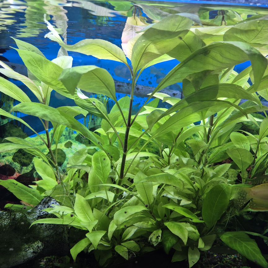 Аквариумная прополка