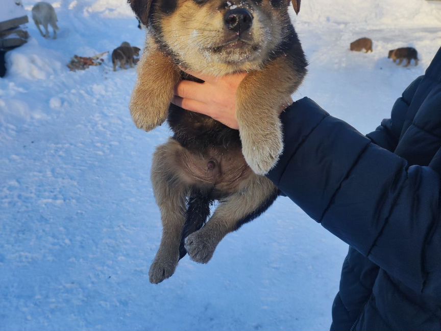 Собака щенок кобель 2мес