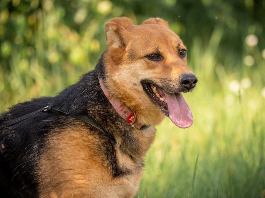 Нежная и ласковая Кира ищет дом