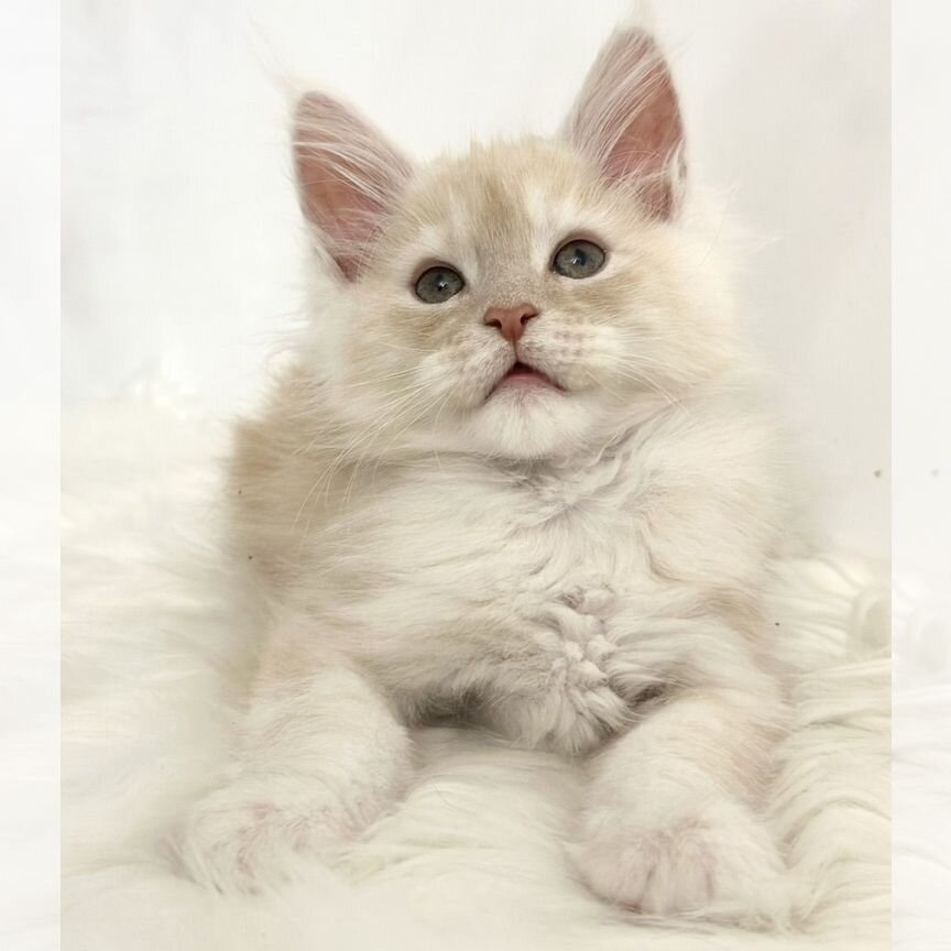Мейн-кун котёнок