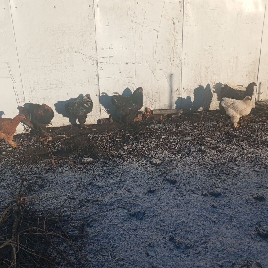 Петухи брама