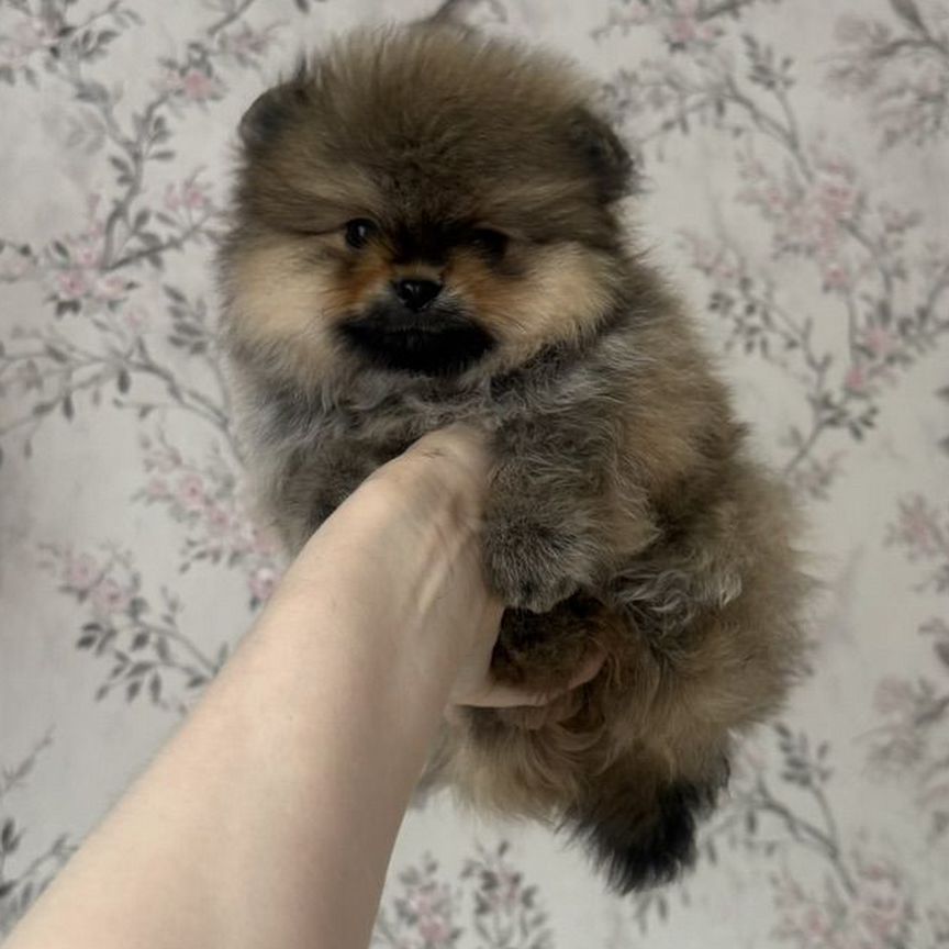 Померанский шпиц, щенок