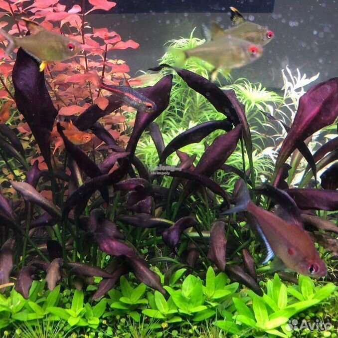 Эхинодорус Афлейм, Пылающее пламя (Echinodorus Af