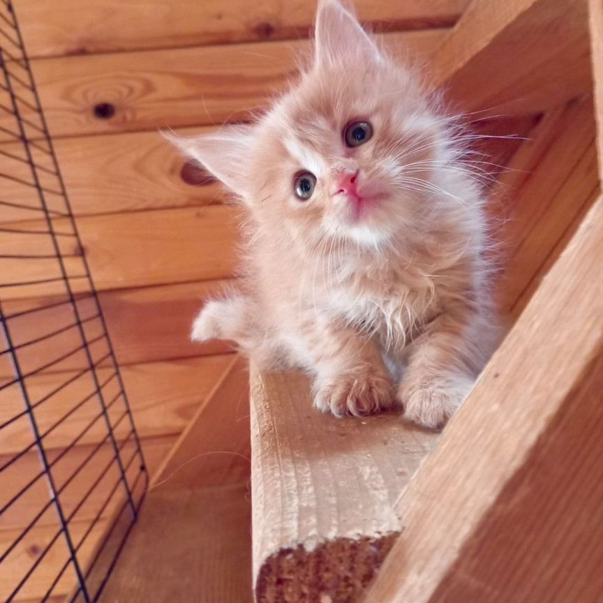 Котята мейкун