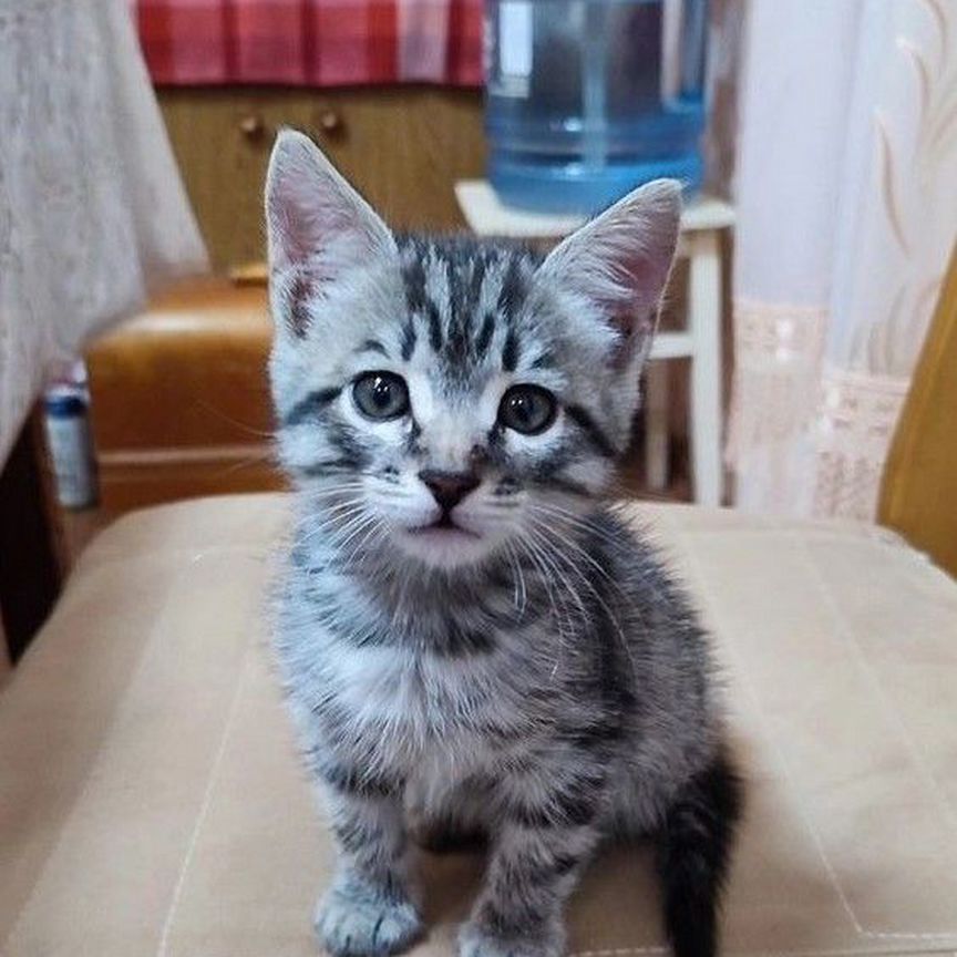 Котенок малышок