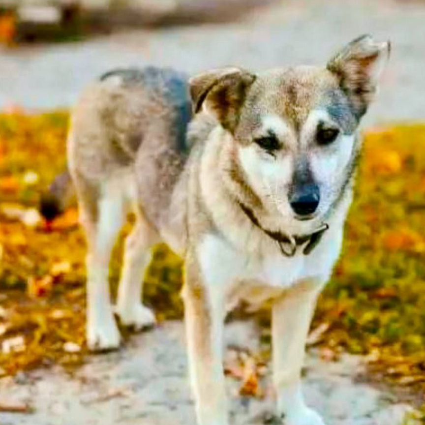 Взрослая собака в добрые руки