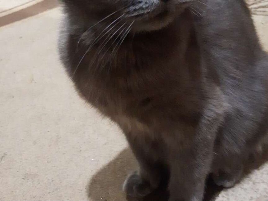 Британские котята