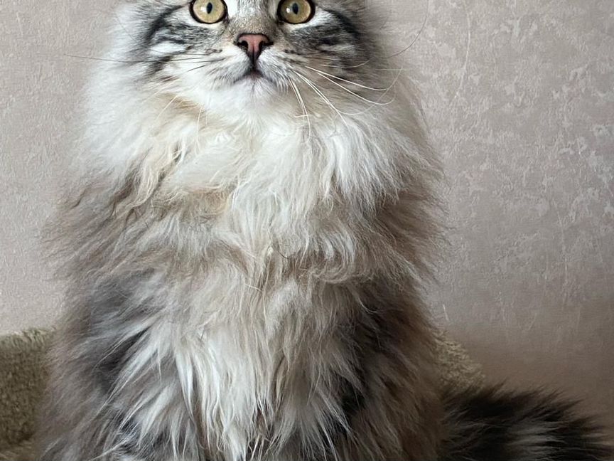 Сибирские котейки