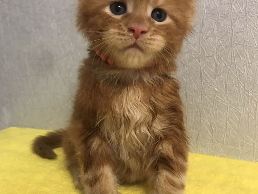 Красные прекрасные коты мейнкуны