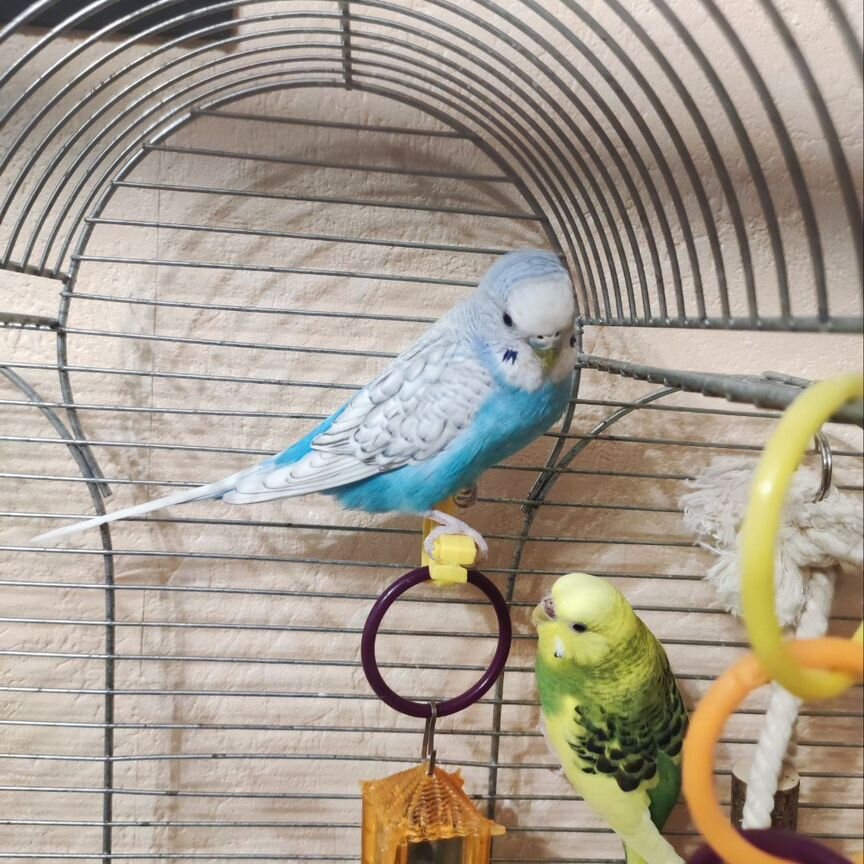 Волнистые попугаи с клеткой