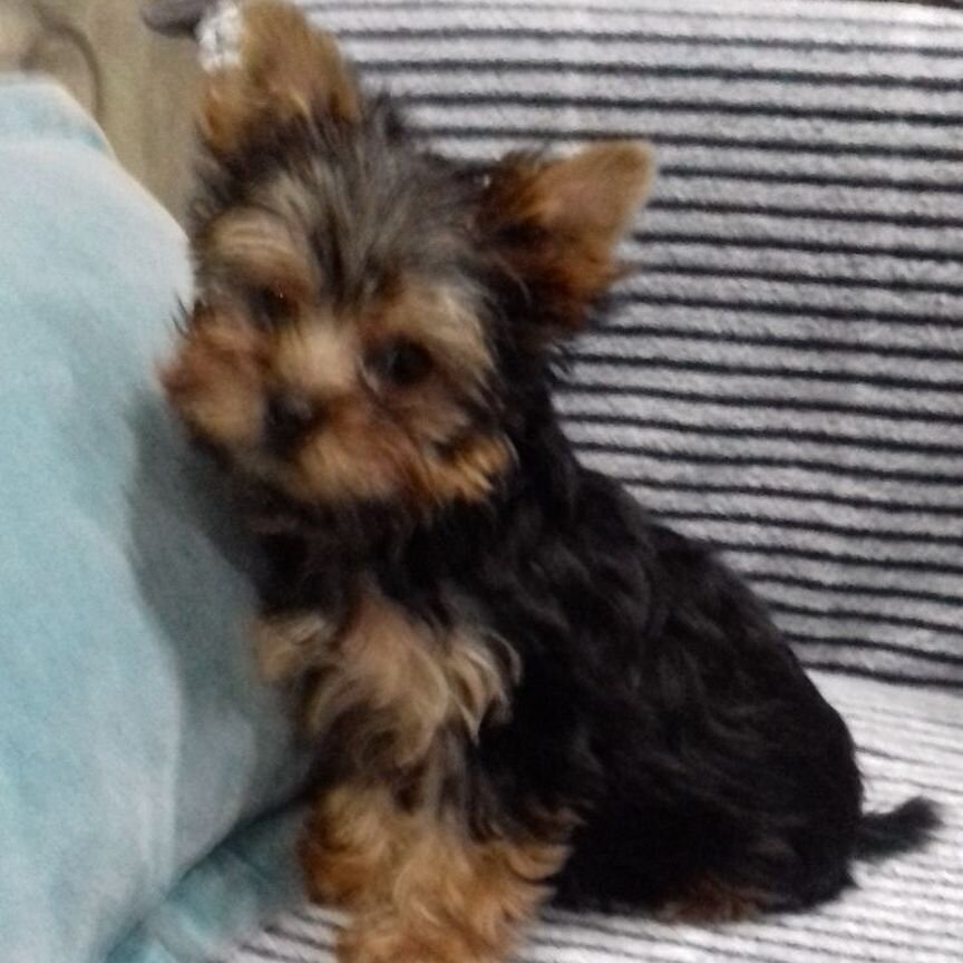 Йоркширский терьер, щенок