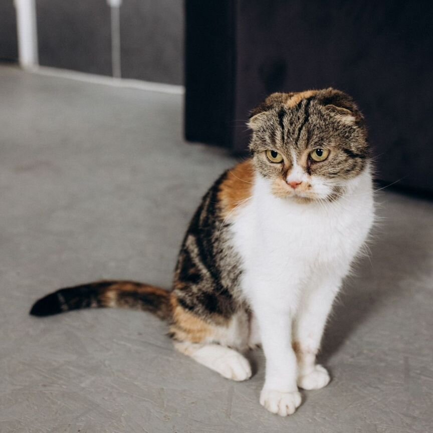 Котики
