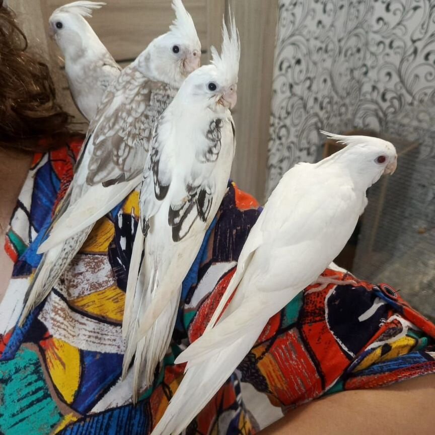 Попугай корелла ручной