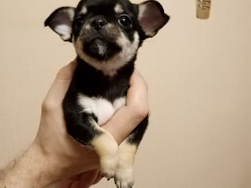 Очаровашки малышки