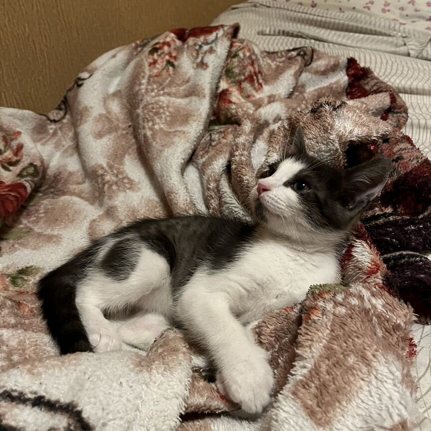 Котенок мальчик в добрые руки